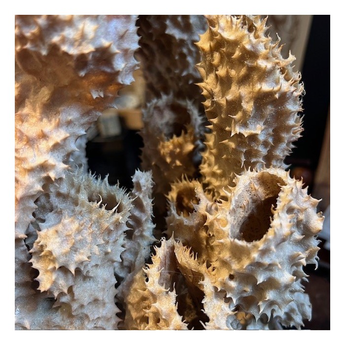 Yellow-tube sponge on base - Aplysina fistularis