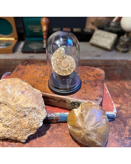Mini Ammonite sciée - Madagascar -Ammonite fougère Cleoniceras-Fossile