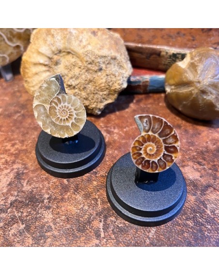 Mini Ammonite sciée - Madagascar -Ammonite fougère Cleoniceras-Fossile