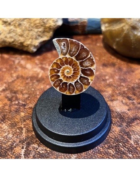Mini Ammonite sciée - Madagascar -Ammonite fougère Cleoniceras-Fossile