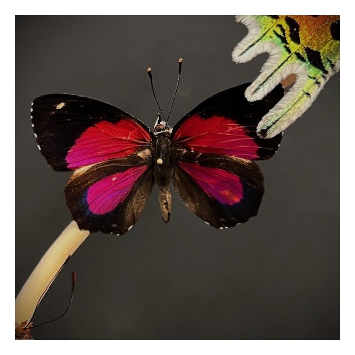 Butterflies flying under an antique Napoleon III victorian glass dome