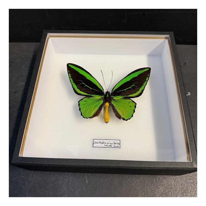 Ornithoptera Priamus Poseidon butterfly - Common Green Birdwing