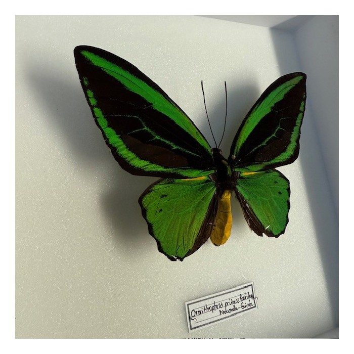 Ornithoptera Priamus Poseidon butterfly - Common Green Birdwing