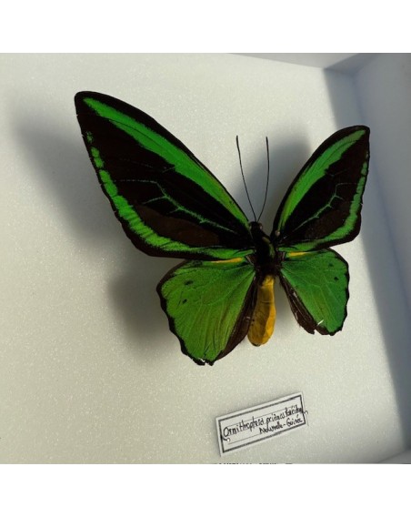 Ornithoptera Priamus Poseidon butterfly - Common Green Birdwing