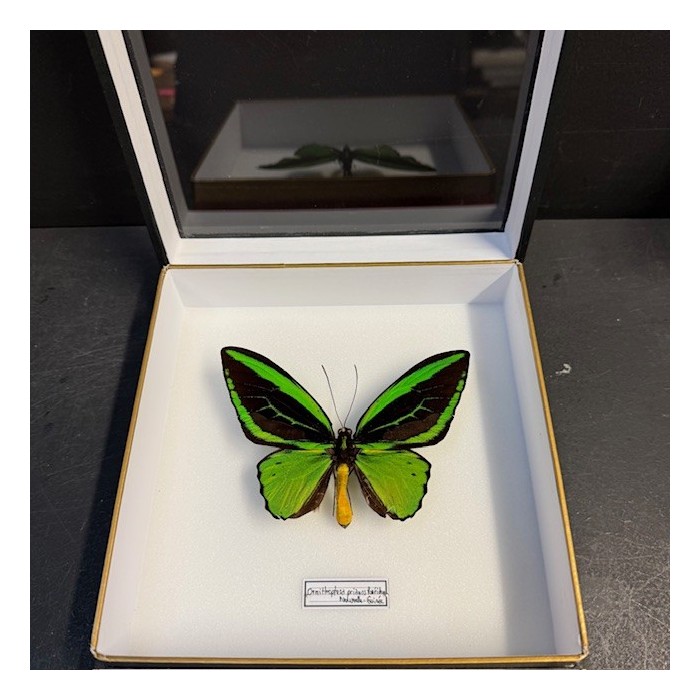 Ornithoptera Priamus Poseidon butterfly - Common Green Birdwing
