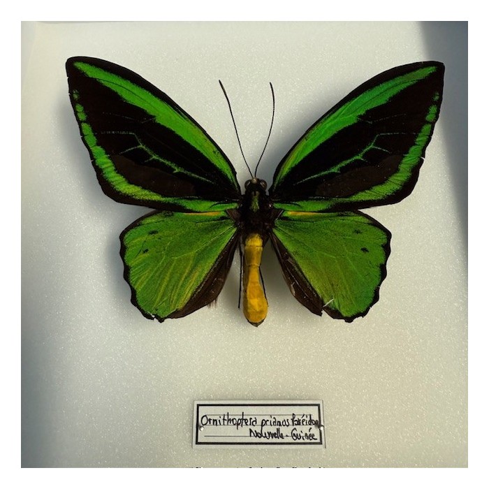 Ornithoptera Priamus Poseidon butterfly - Common Green Birdwing