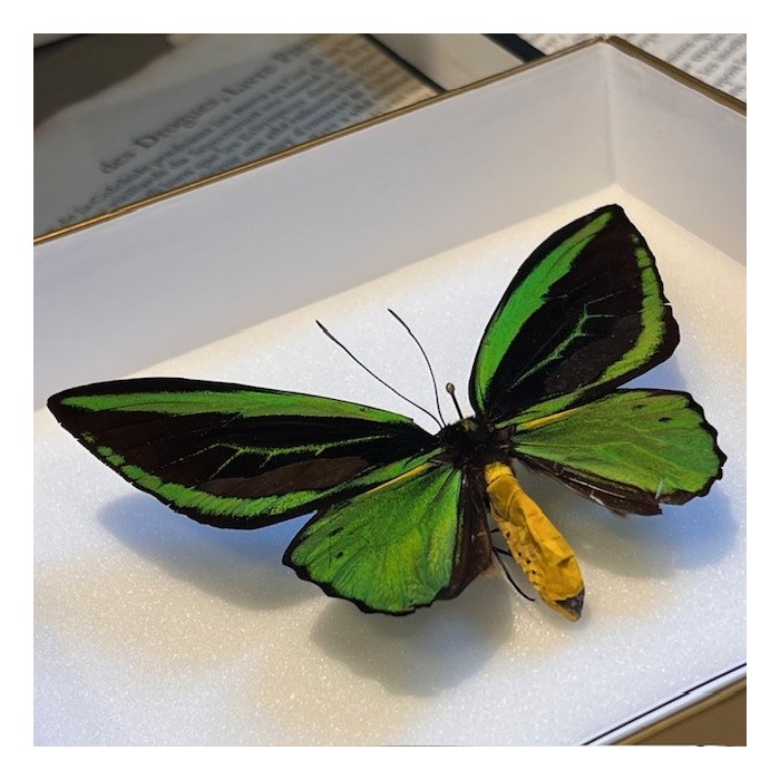 Ornithoptera Priamus Poseidon butterfly - Common Green Birdwing