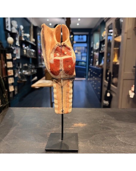 Dr Auzoux - Modèle anatomique de larynx - Papier-mâché